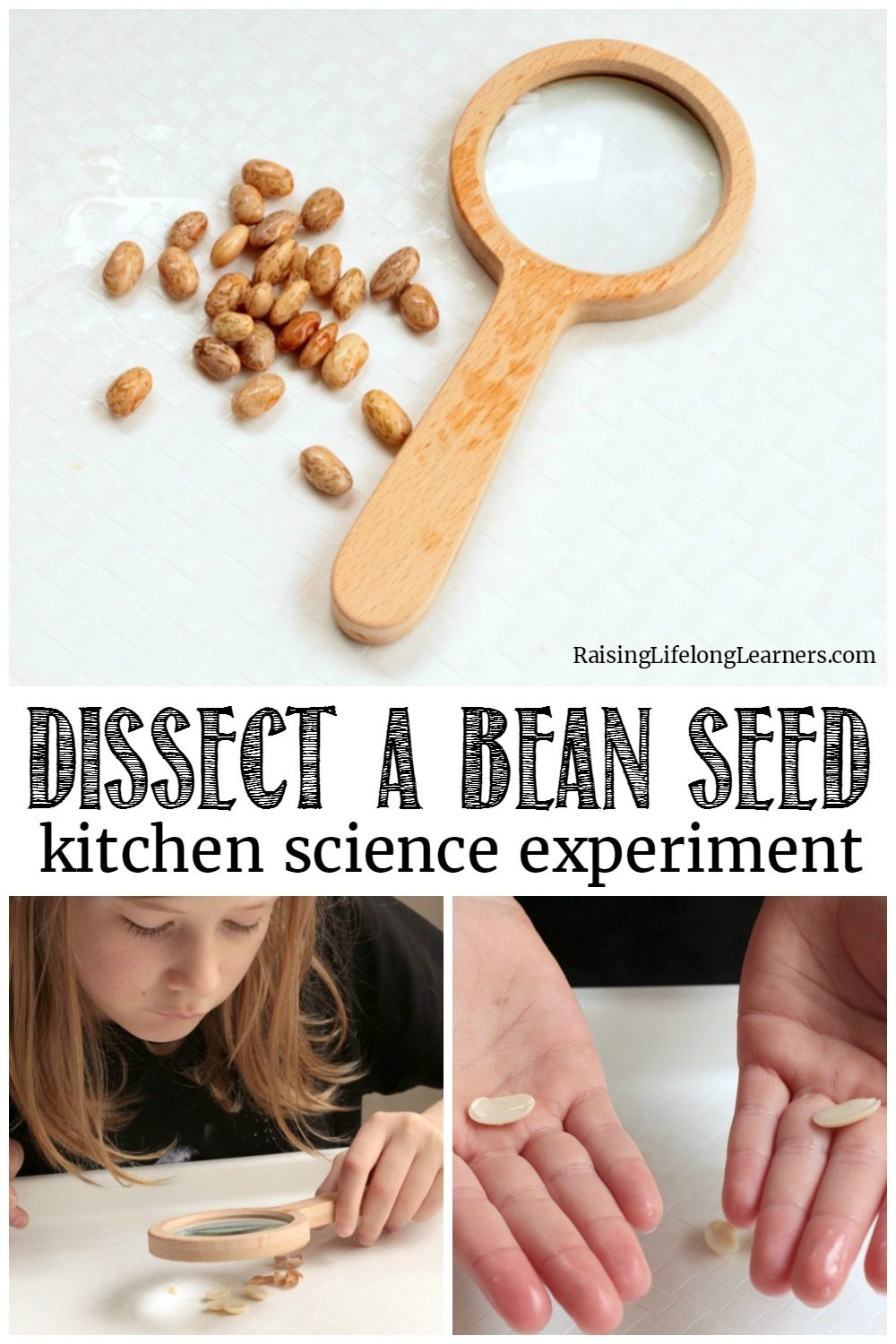 Dissect A Bean Seed Kitchen Science For Kids Dissect A Bean Seed Kitchen Science For Kids