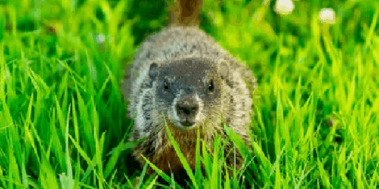 A Playful, Low-Stress Way to Celebrate Groundhog Day in Your Homeschool ...